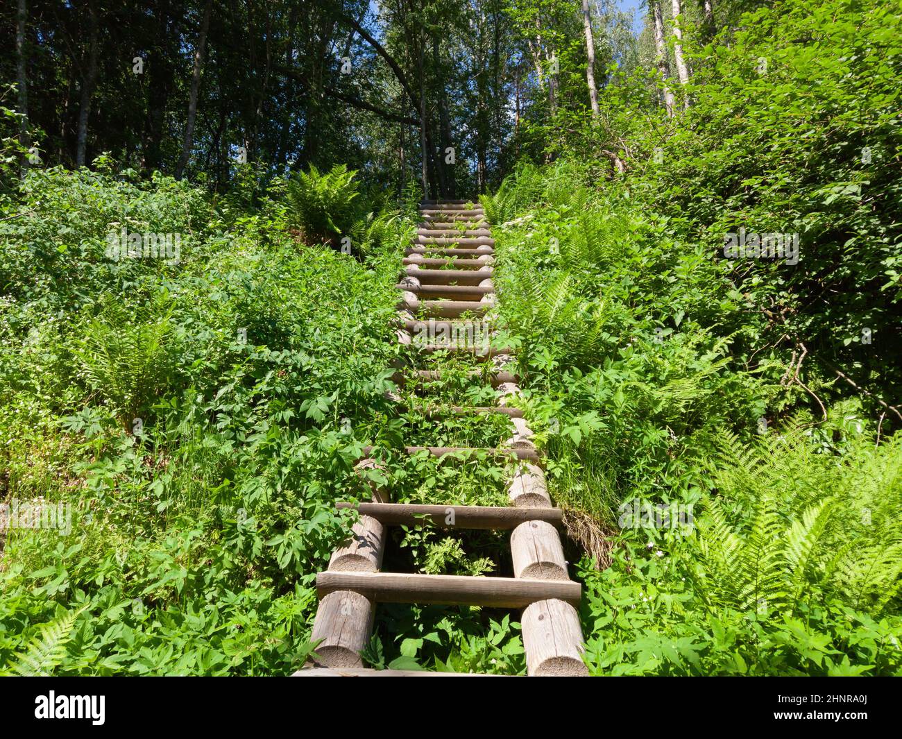 Wooden staircase in dense foliage. overgrown ladder made of wood ...