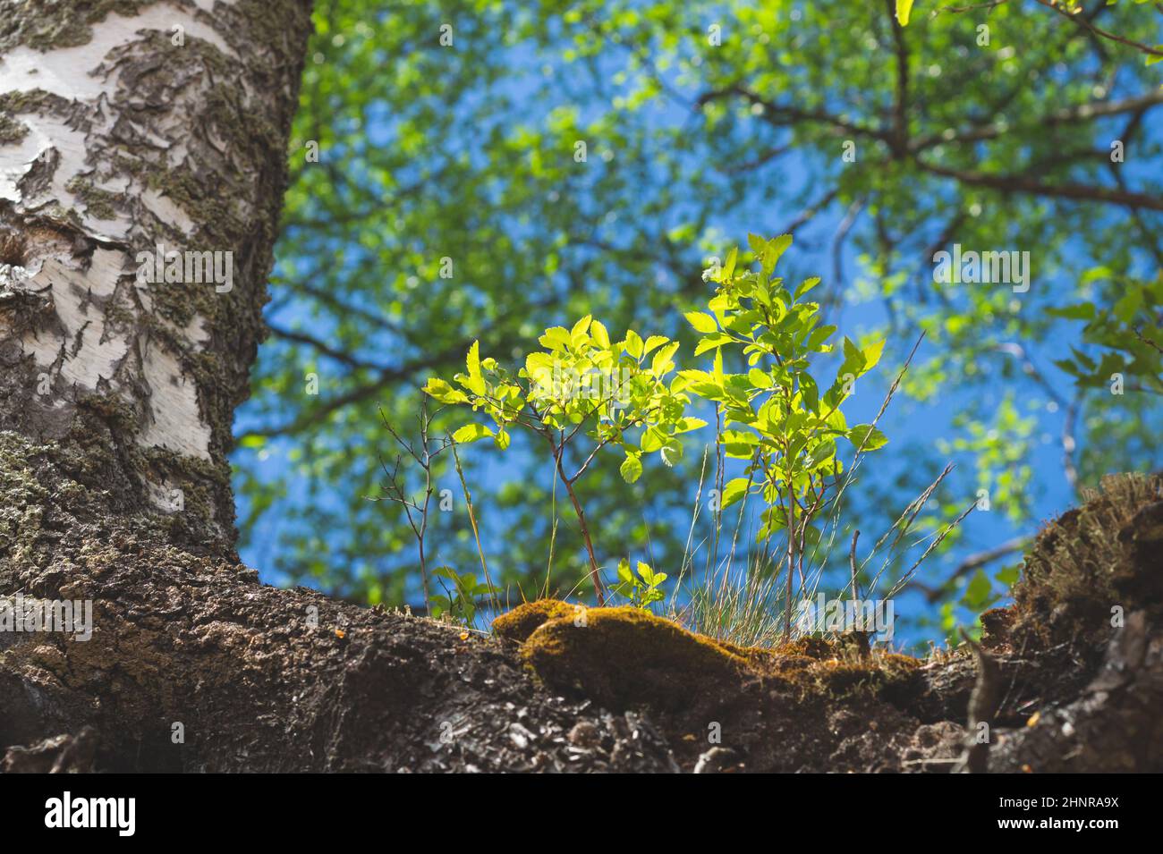 Plant grows on the root of the birch tree. green foliage Stock Photo ...