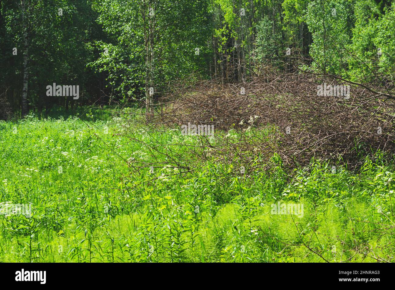 Plants and bushes in the forest. green grass Stock Photo - Alamy