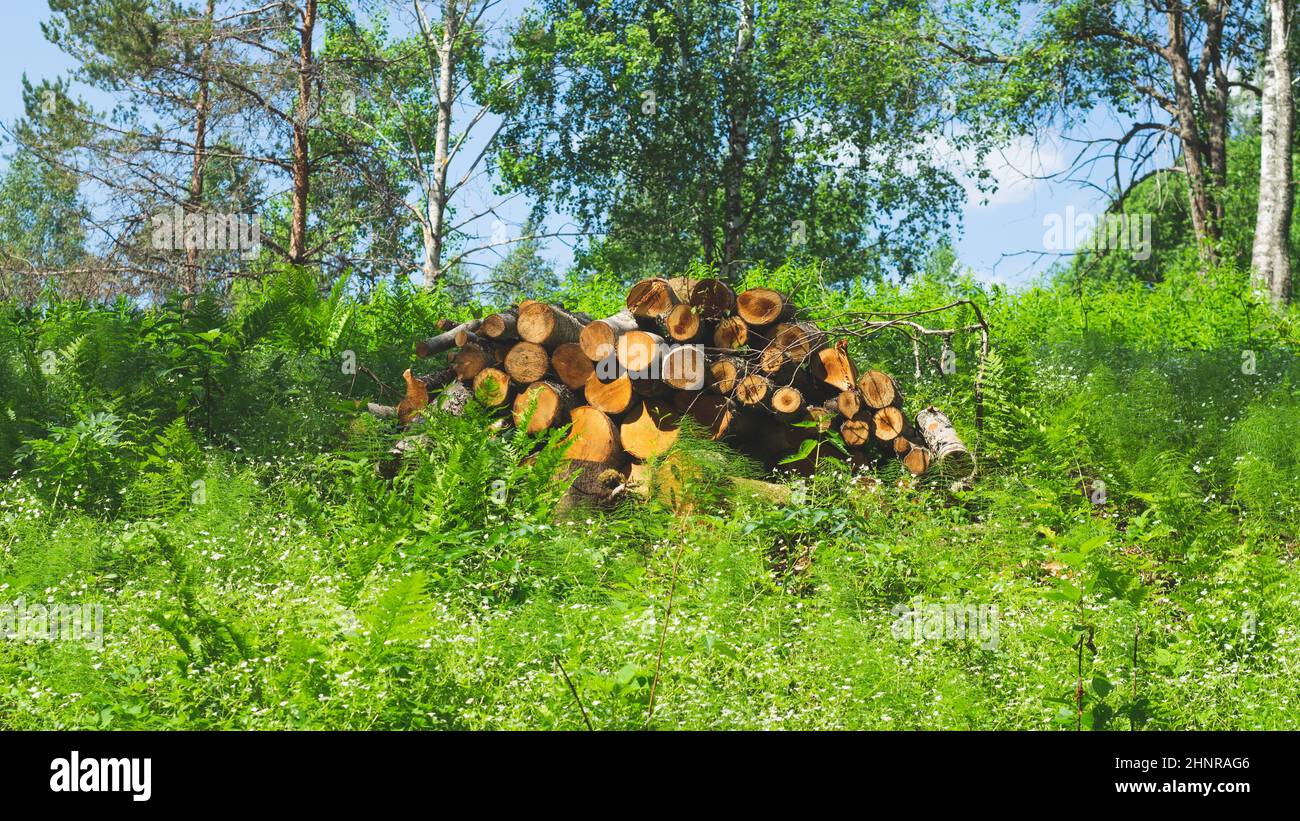 Pile of logs in the forest. nature landscape. stack of timber. prepared ...