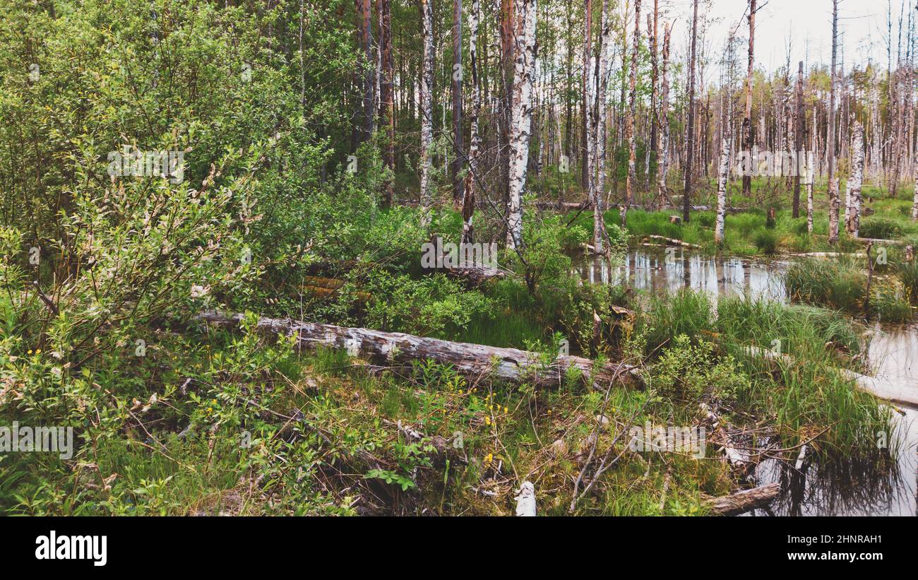 Flooded forest. trunks of birch trees in water. overgrown woodland ...