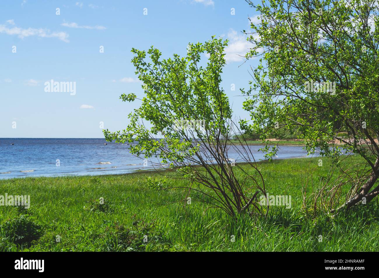 Sea shore. horizon line. plants with green foliage. overgrown coast ...