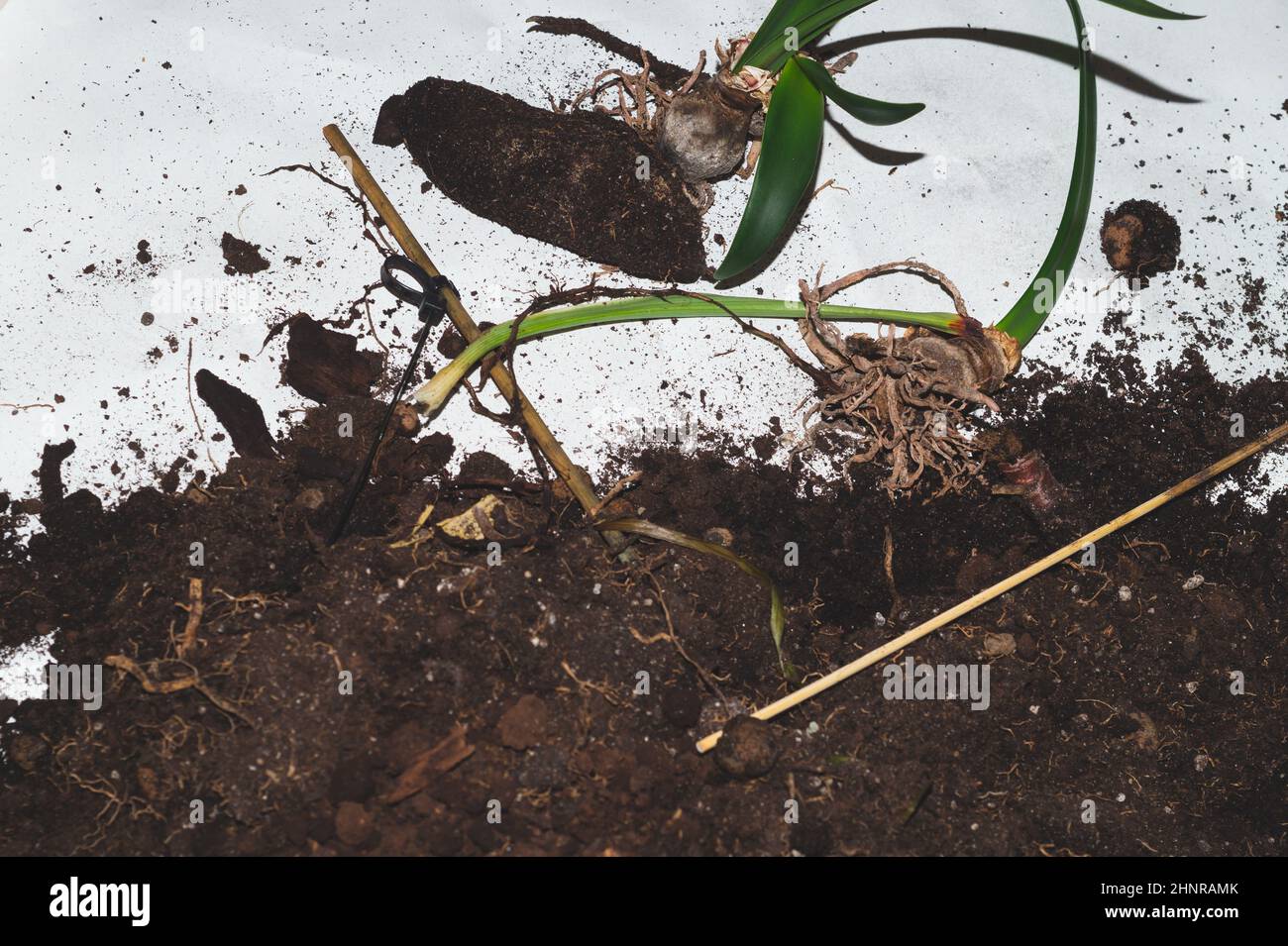 Old soil from flower pot. plant transplanting process Stock Photo - Alamy