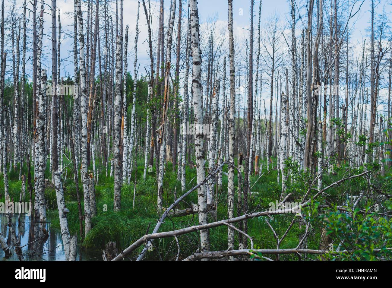 Flooded forest. trunks of birch trees in water. overgrown woodland ...