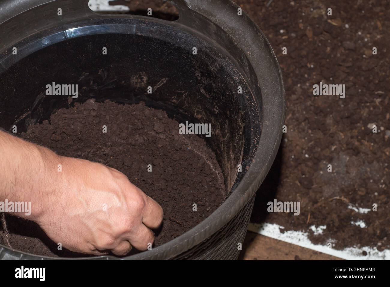 The process of transplanting indoor plants. replacing old soil with new ...