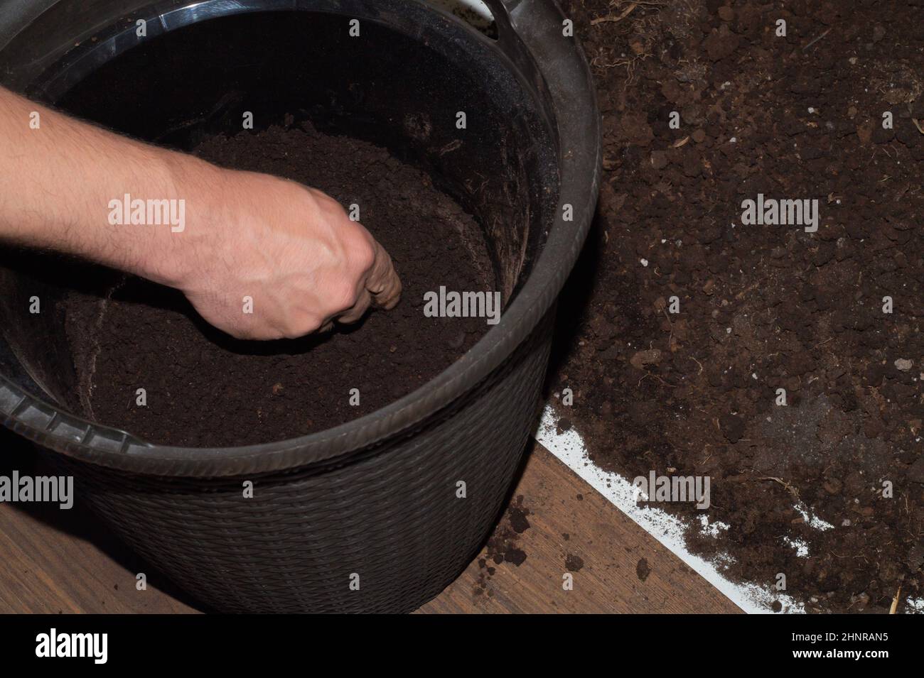 The process of transplanting indoor plants. replacing old soil with new ...