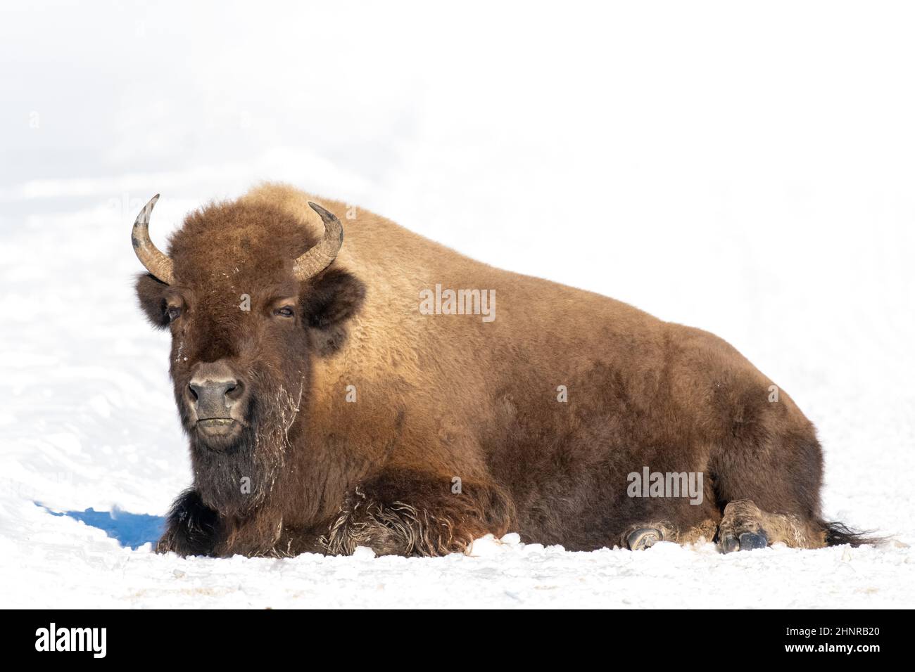 Bison anatomy hi-res stock photography and images - Alamy