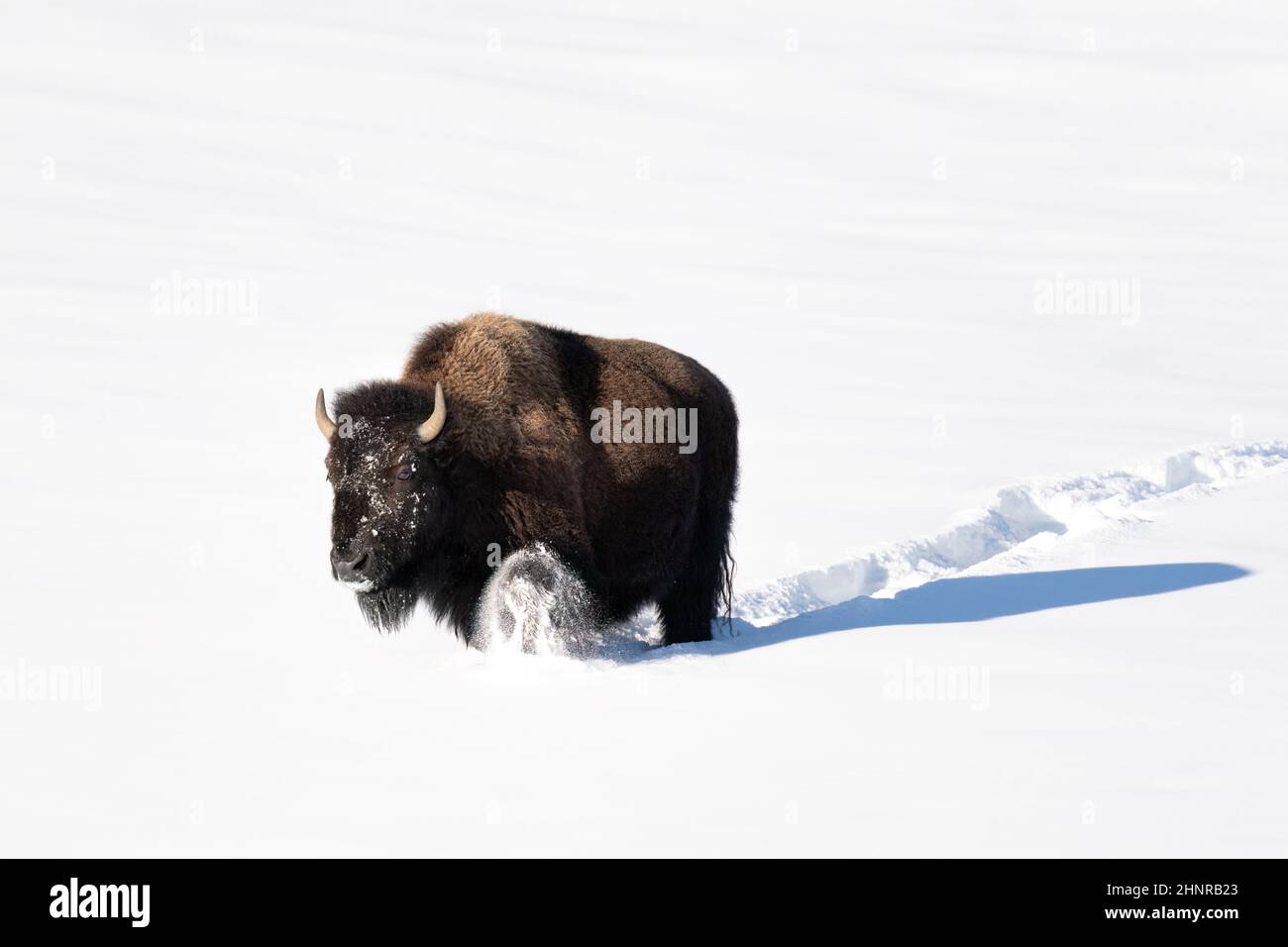Bison walking deep snow hi-res stock photography and images - Alamy