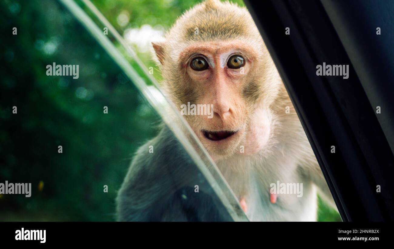 Monkey macaque staring in the car through a car window Stock Photo - Alamy