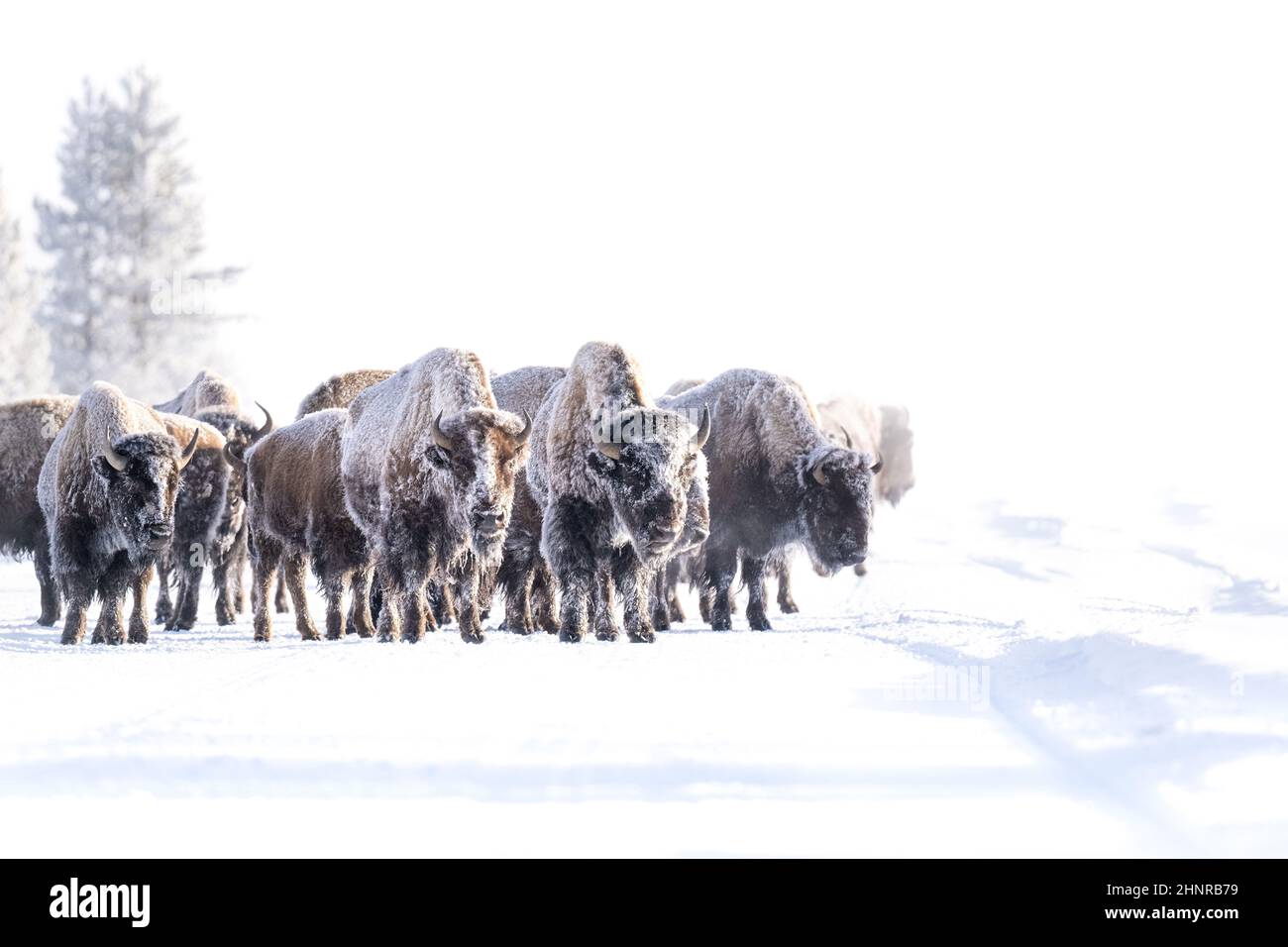 Bison scene hi-res stock photography and images - Alamy
