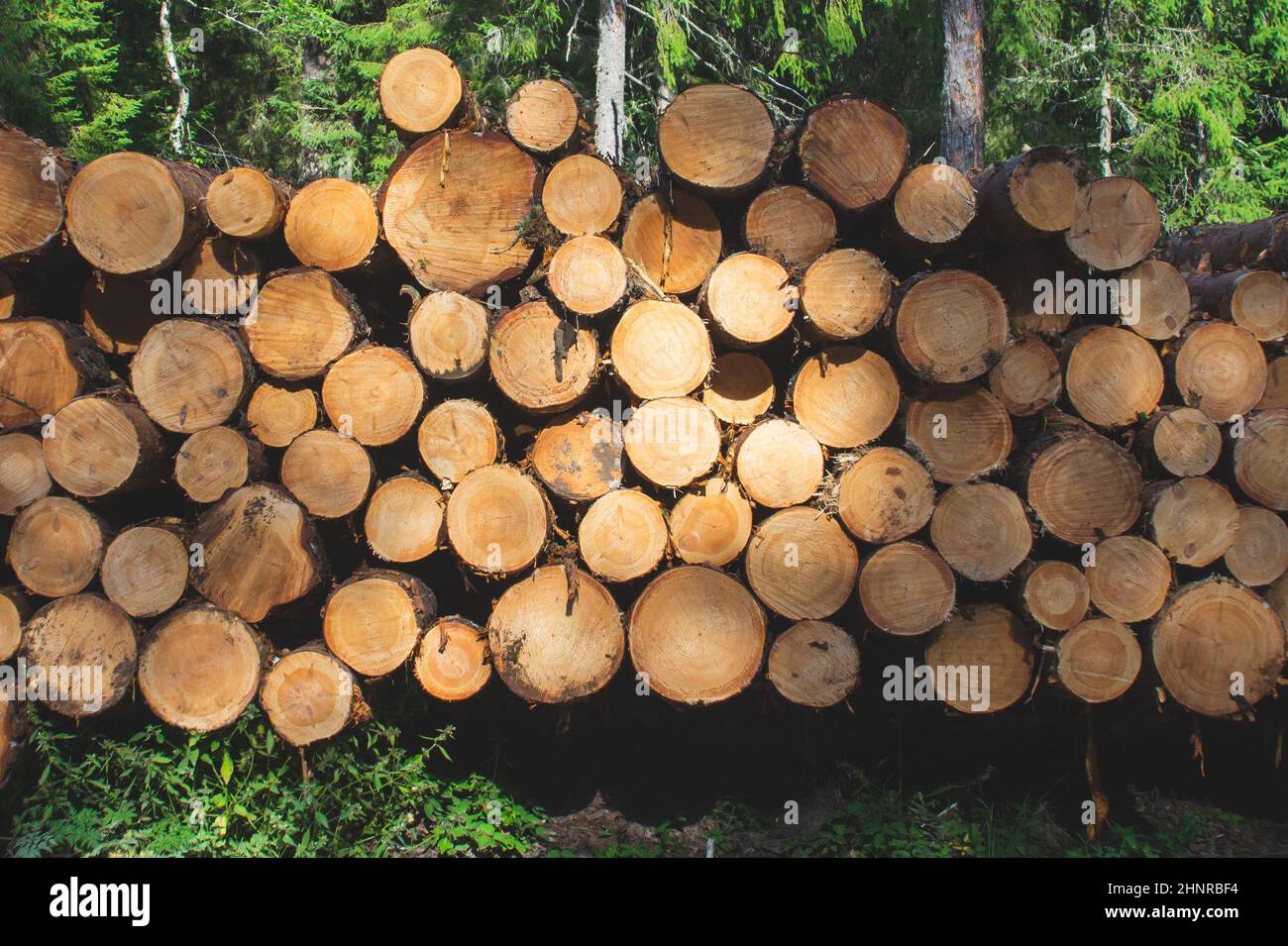 Stack of logs in the forest. timber cutting industry Stock Photo - Alamy