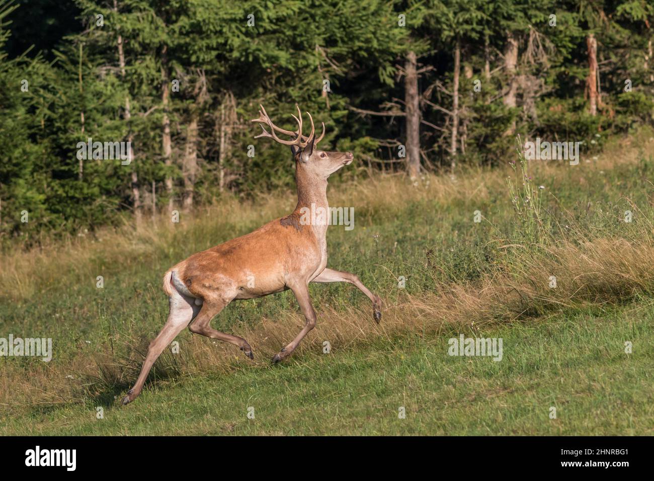 Carpathian deer (Cervus elaphus) in natural habitat. Harghita Mountains ...