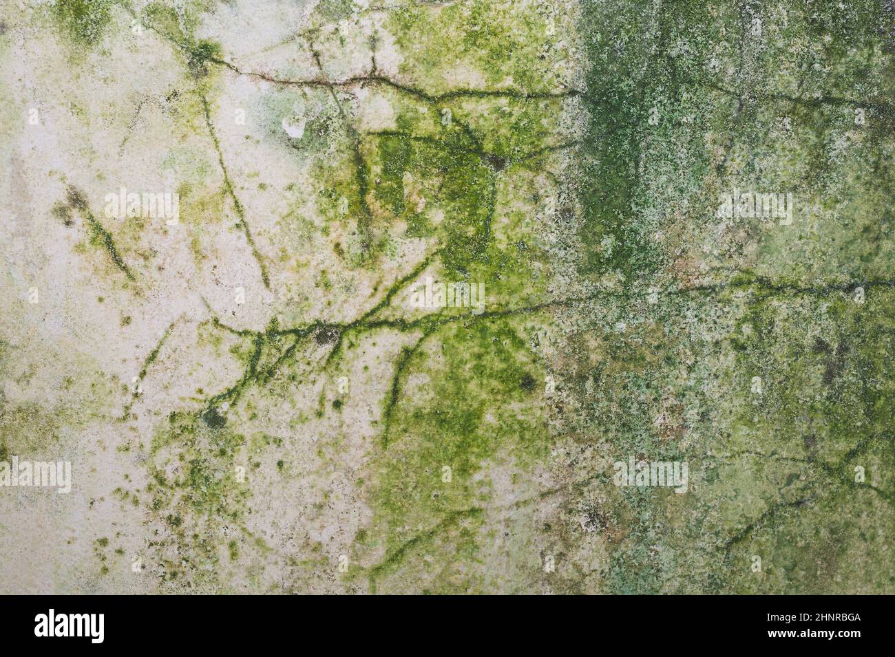 Old wall surface with mold close up. grunge background Stock Photo - Alamy