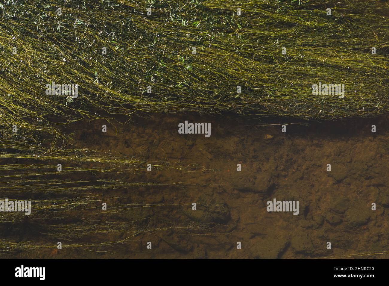 Green algae blooms on the surface of the pond. swamp water abstract ...