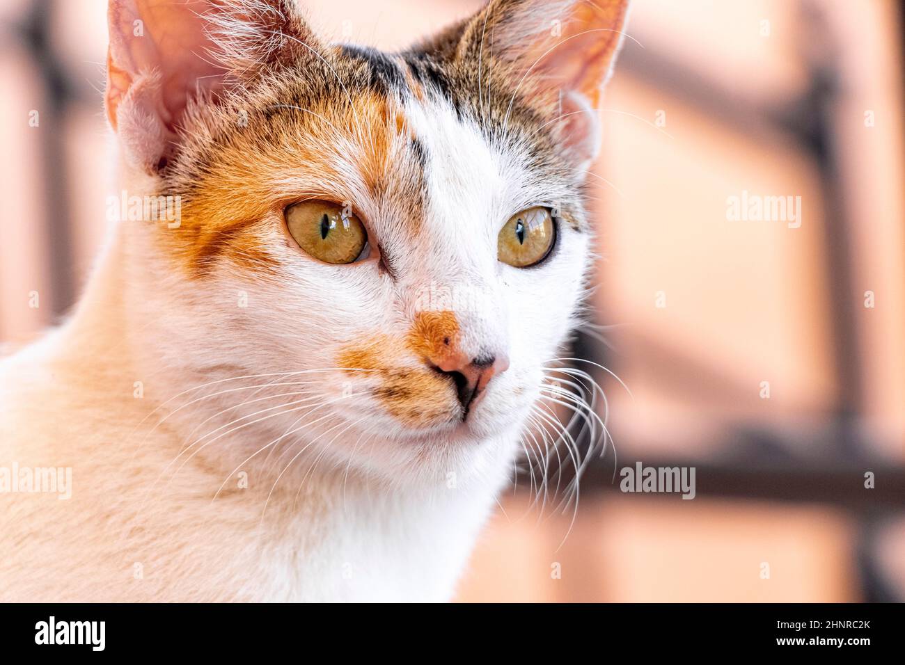 Portrait of a Mexican white cat while looking lovely and cute in the ...