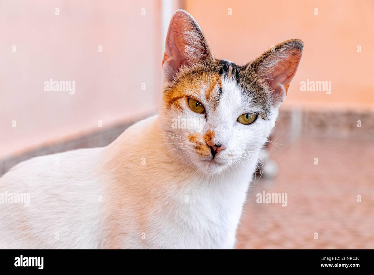 Portrait of a Mexican white cat while looking lovely and cute in the ...
