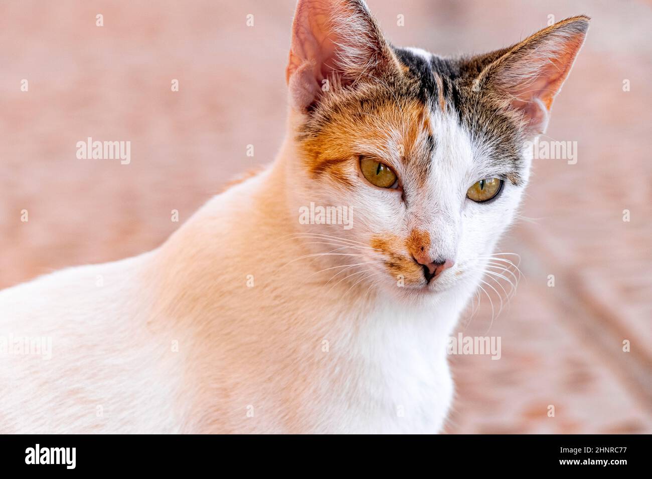 Portrait of a Mexican white cat while looking lovely and cute in the ...