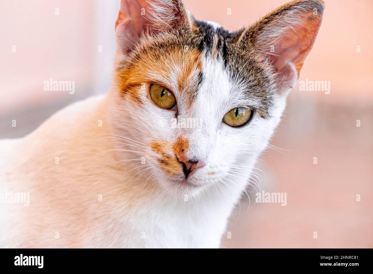 Portrait of a Mexican white cat while looking lovely and cute in the ...