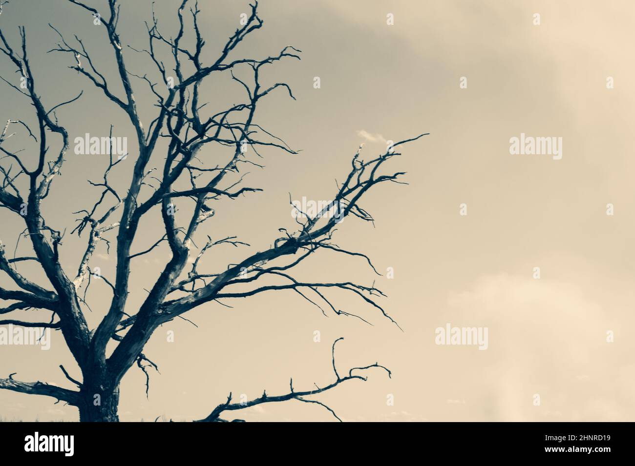 Tree against the sky. tree silhouette. branch tree on the sky ...