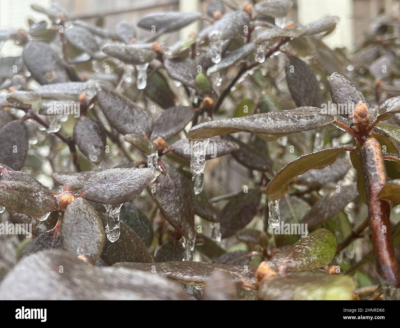 Closeup shot of the green wet foliage covered with ice on a cold day ...