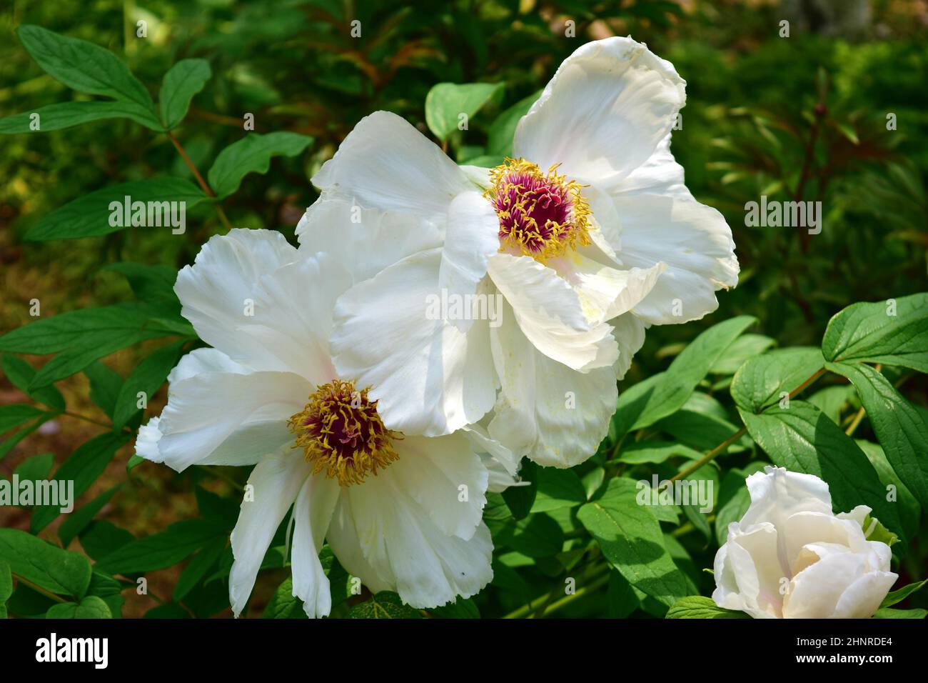 Closeup of Moutan peonies growing in a garden under the sunlight Stock ...