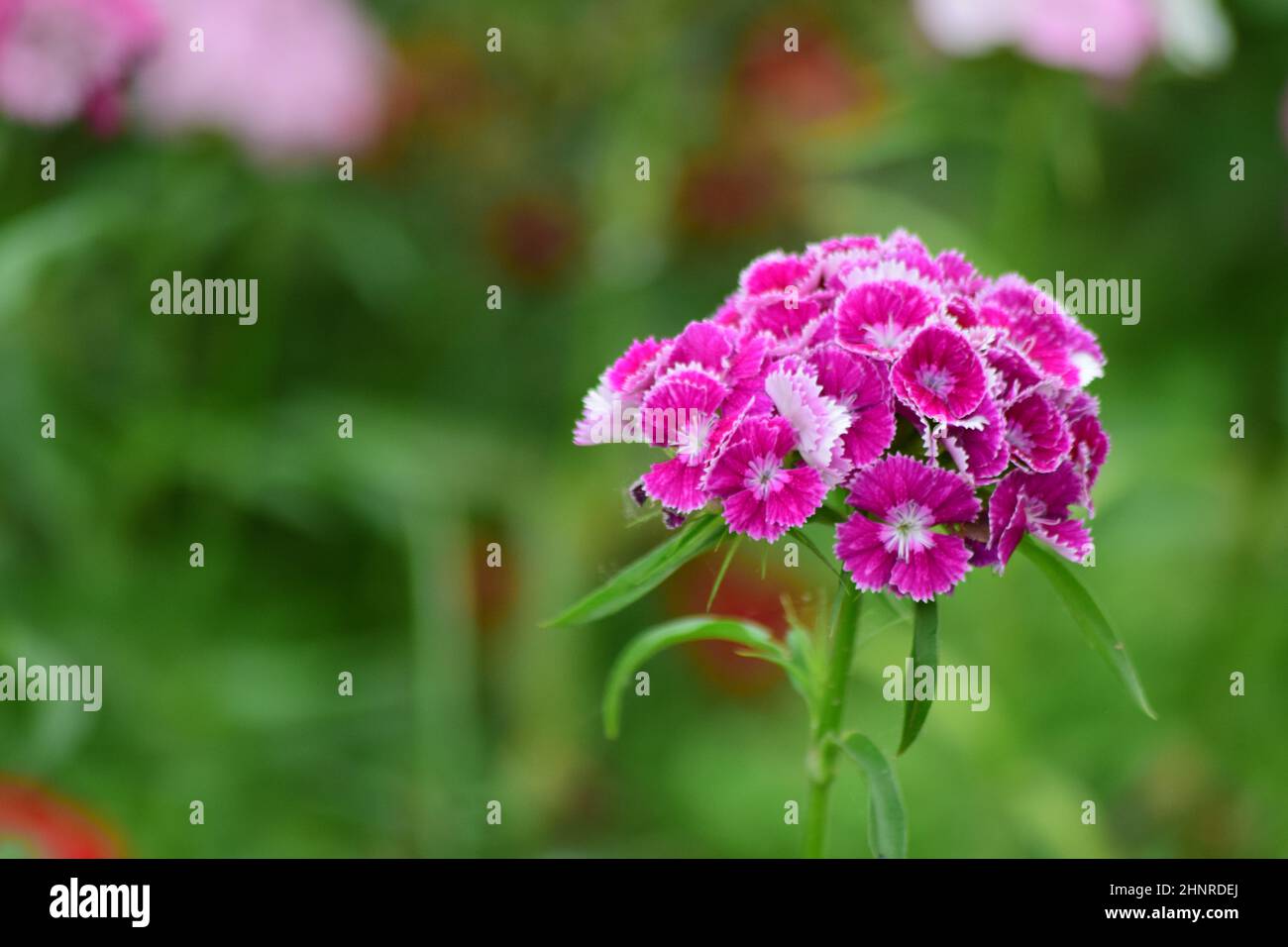 Closeup of Sweet William flowers growing in a field under the sunlight ...