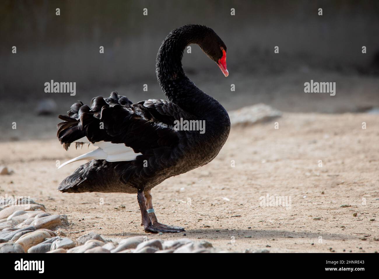 Bird standing on sand in grass hi-res stock photography and images - Alamy