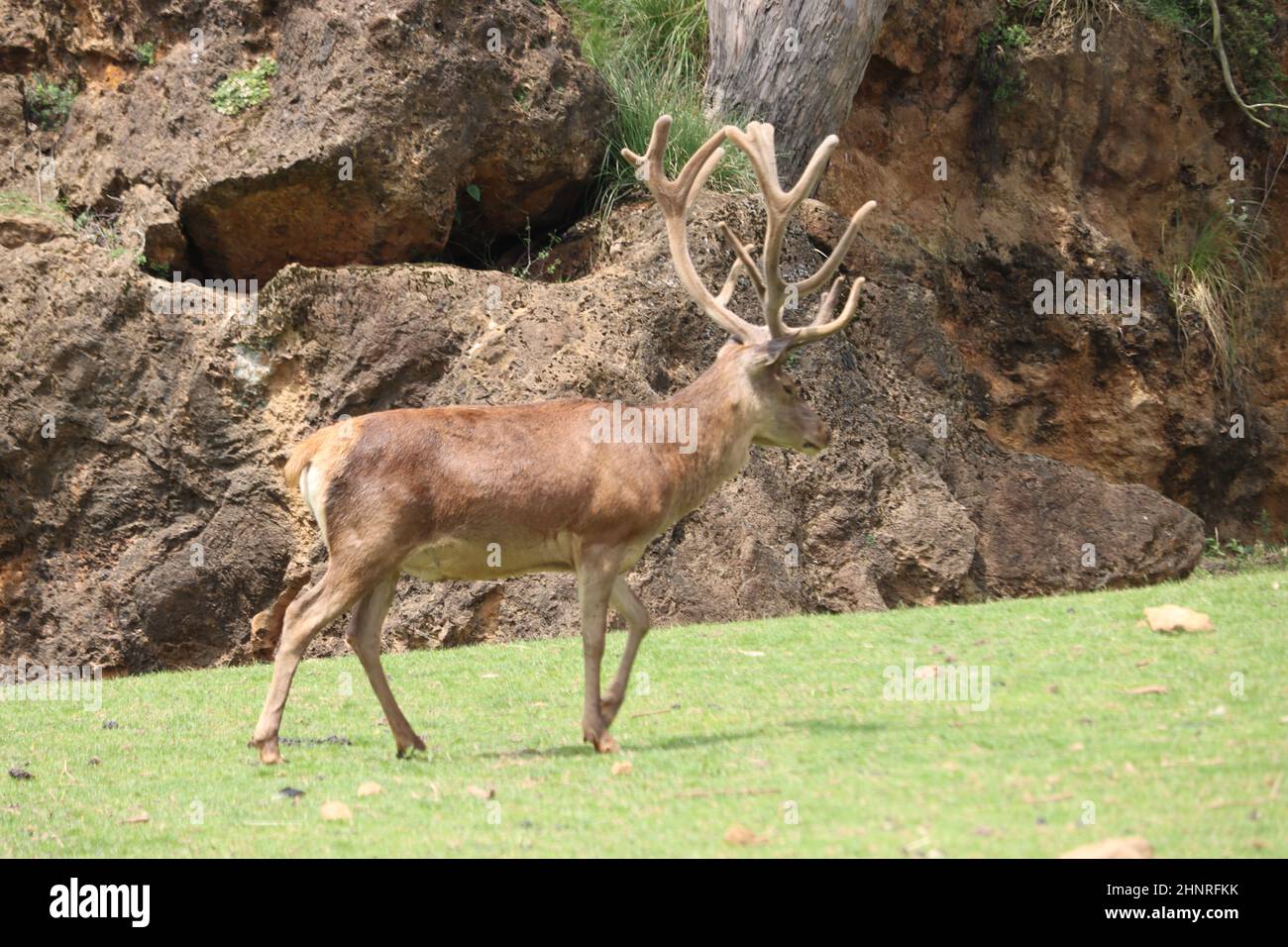 beautiful animals of different type variety nature example of life ...