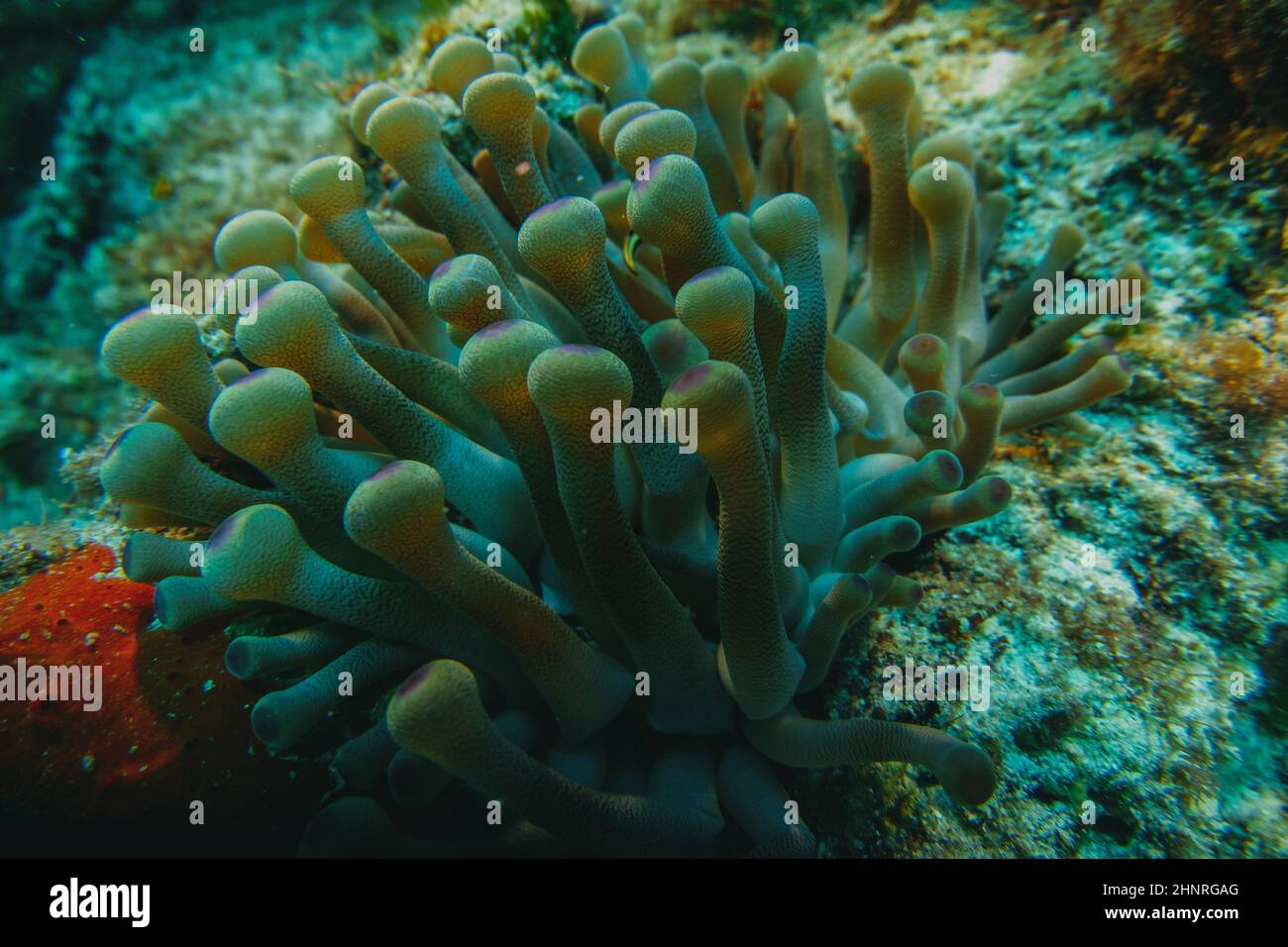 coral reef macro ,texture, abstract marine ecosystem background Stock ...