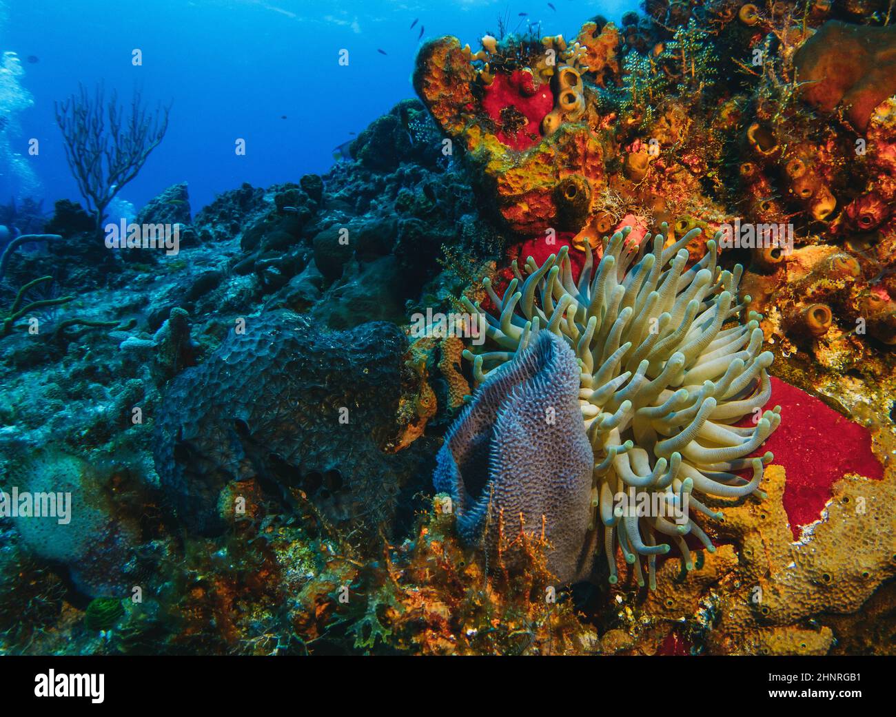 coral reef macro ,texture, abstract marine ecosystem background Stock ...