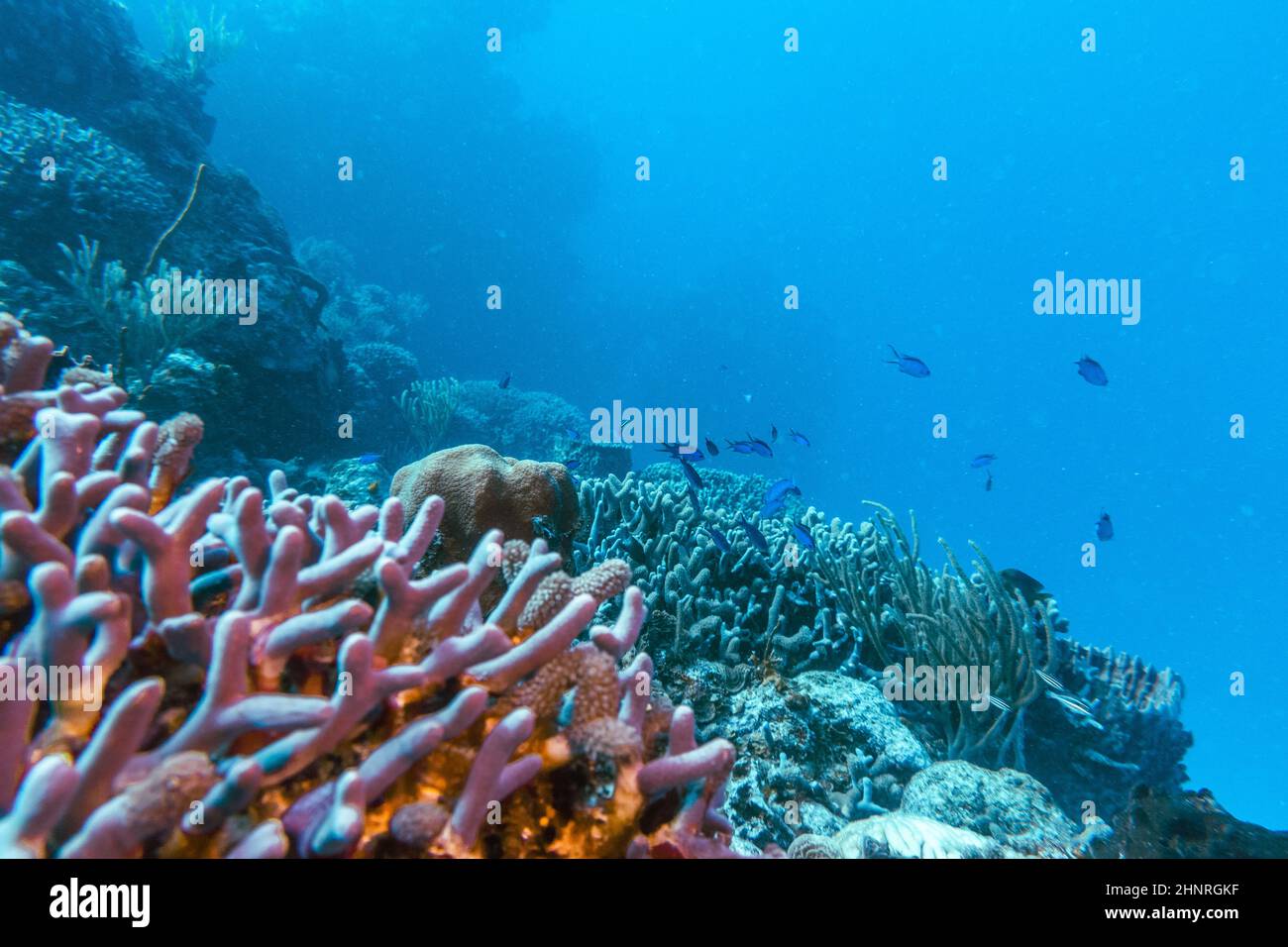 coral reef macro ,texture, abstract marine ecosystem background Stock ...