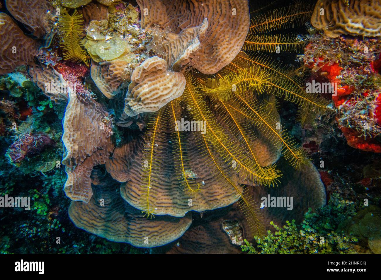 coral reef macro ,texture, abstract marine ecosystem background Stock ...