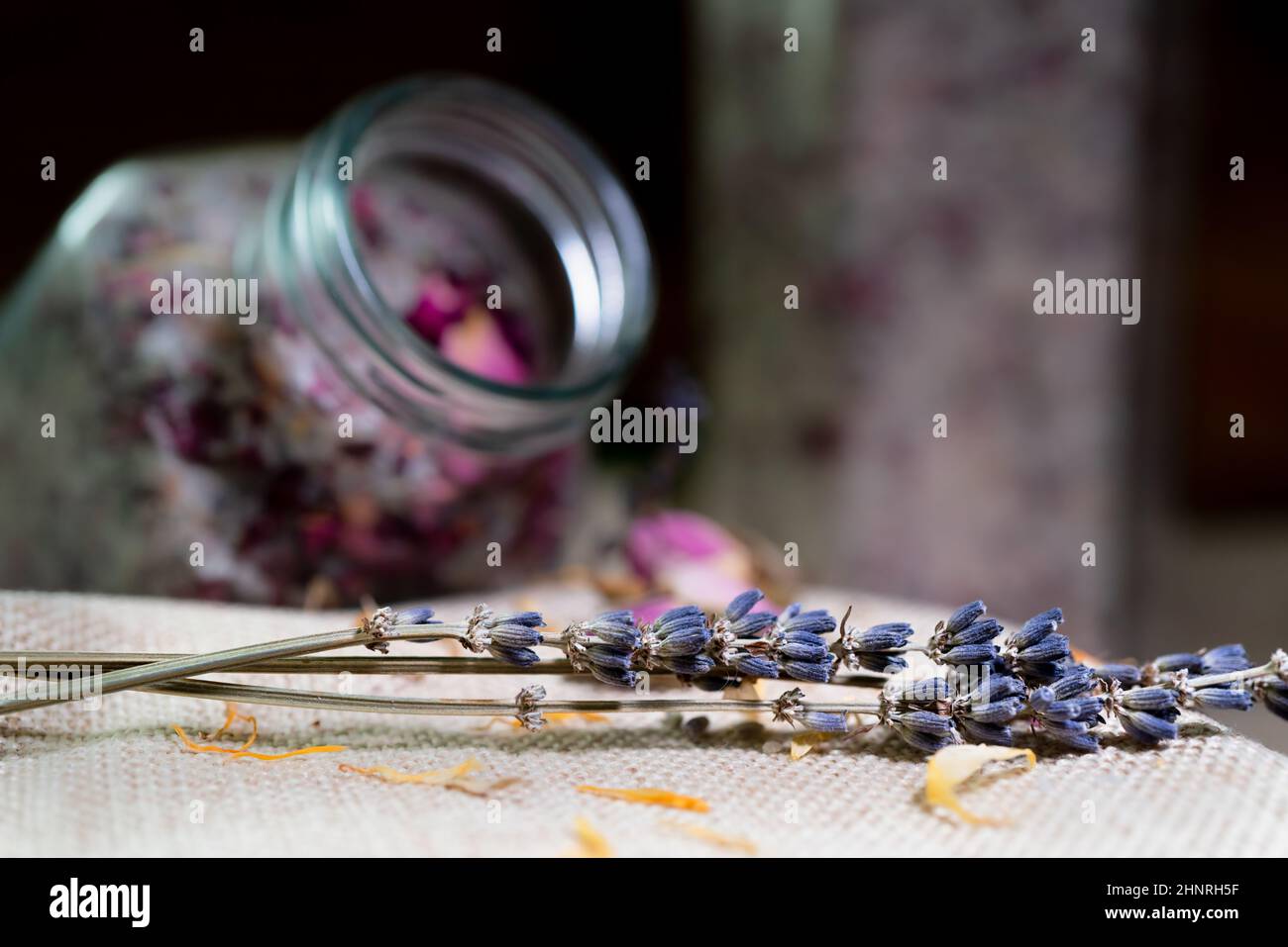 Lavender stem hi-res stock photography and images - Alamy