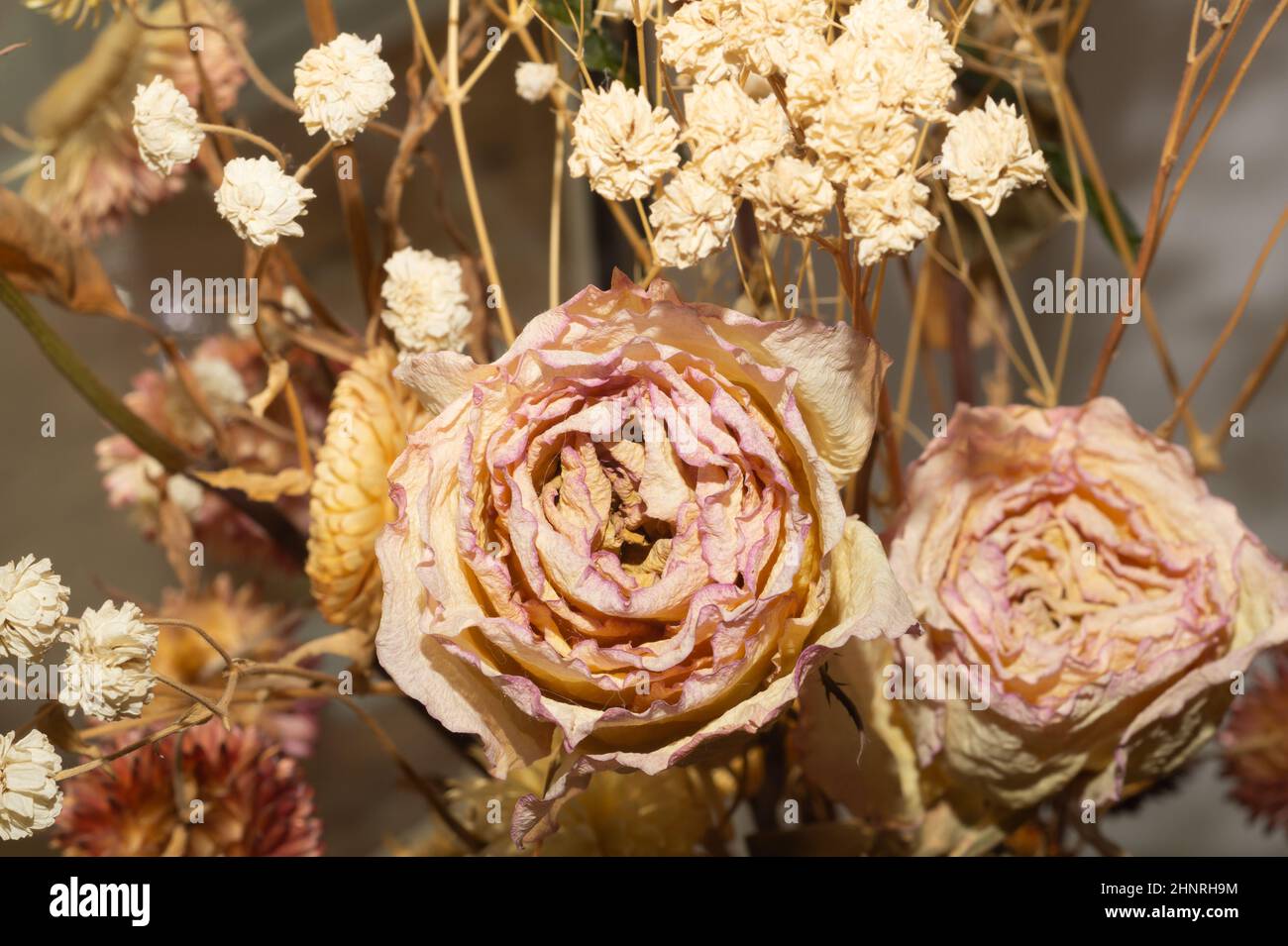 Dried rose close up. dried flowers background Stock Photo - Alamy