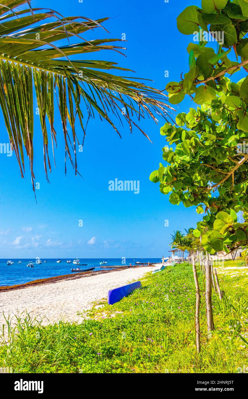 Tropical natural beach 88 palm tree Playa del Carmen Mexico Stock Photo ...