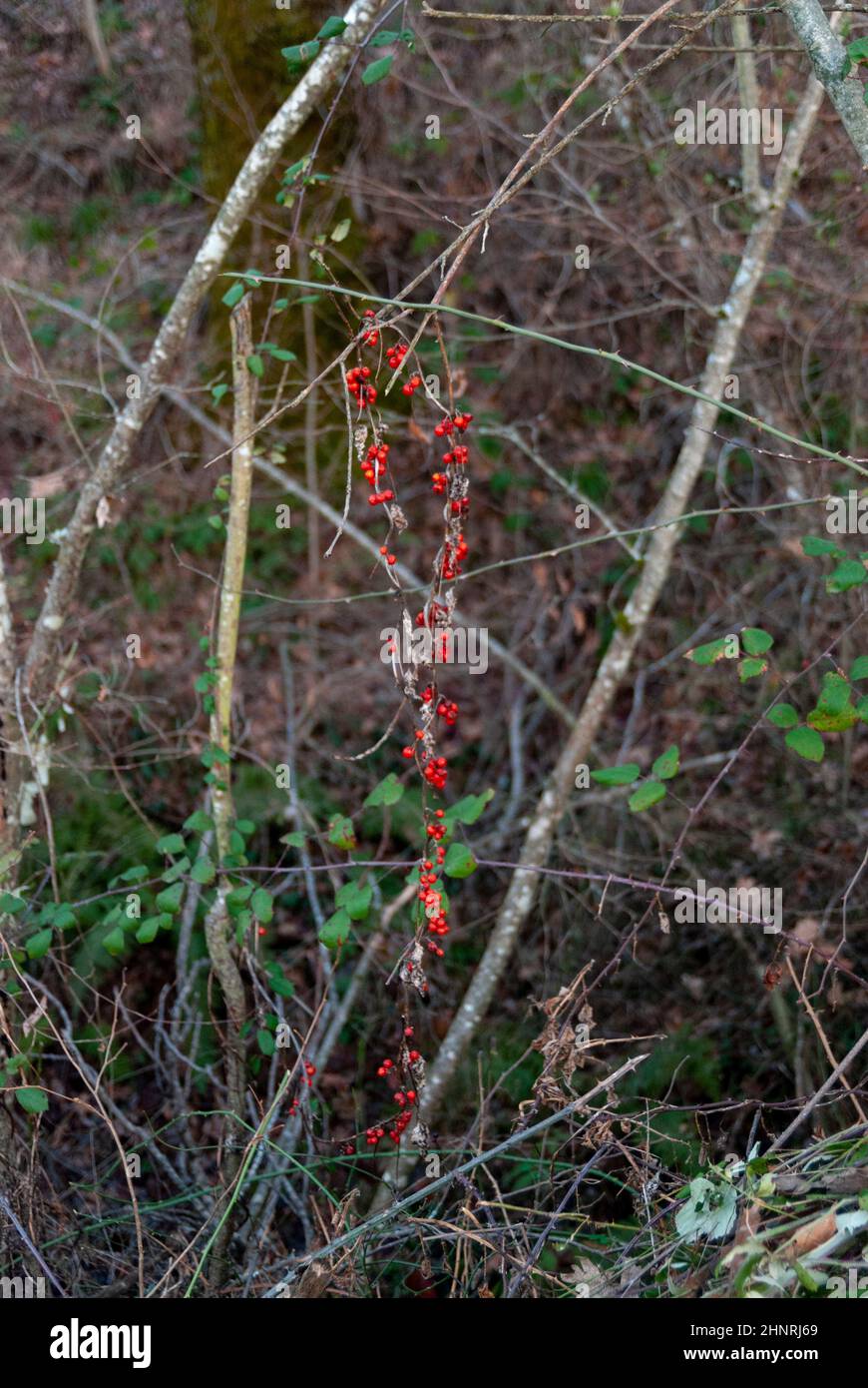 Cluster of winter wild red berries of Ribes alpinum hanging vertically ...