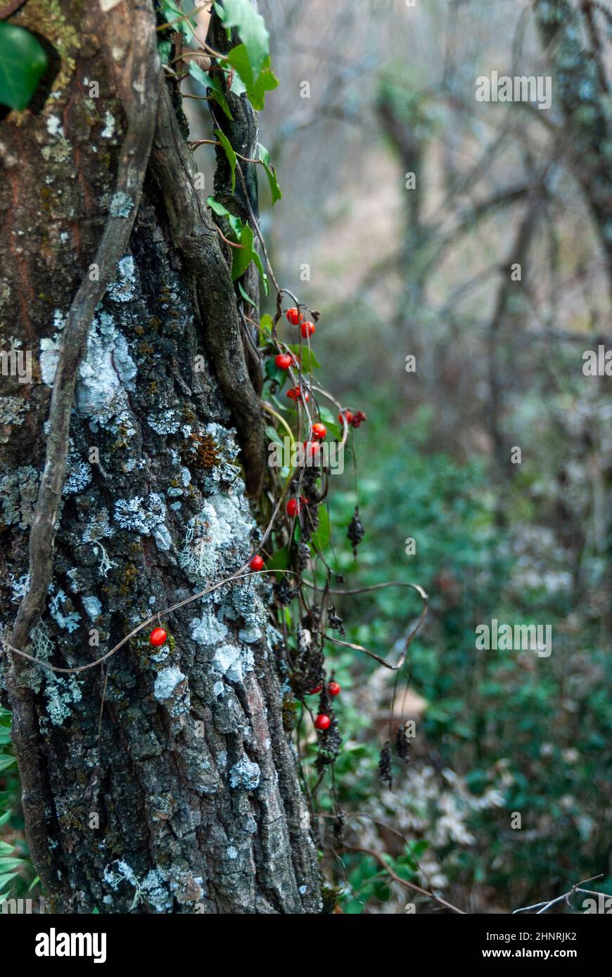 Cluster of wild red berries in winter of Ribes alpinum in vertical ...