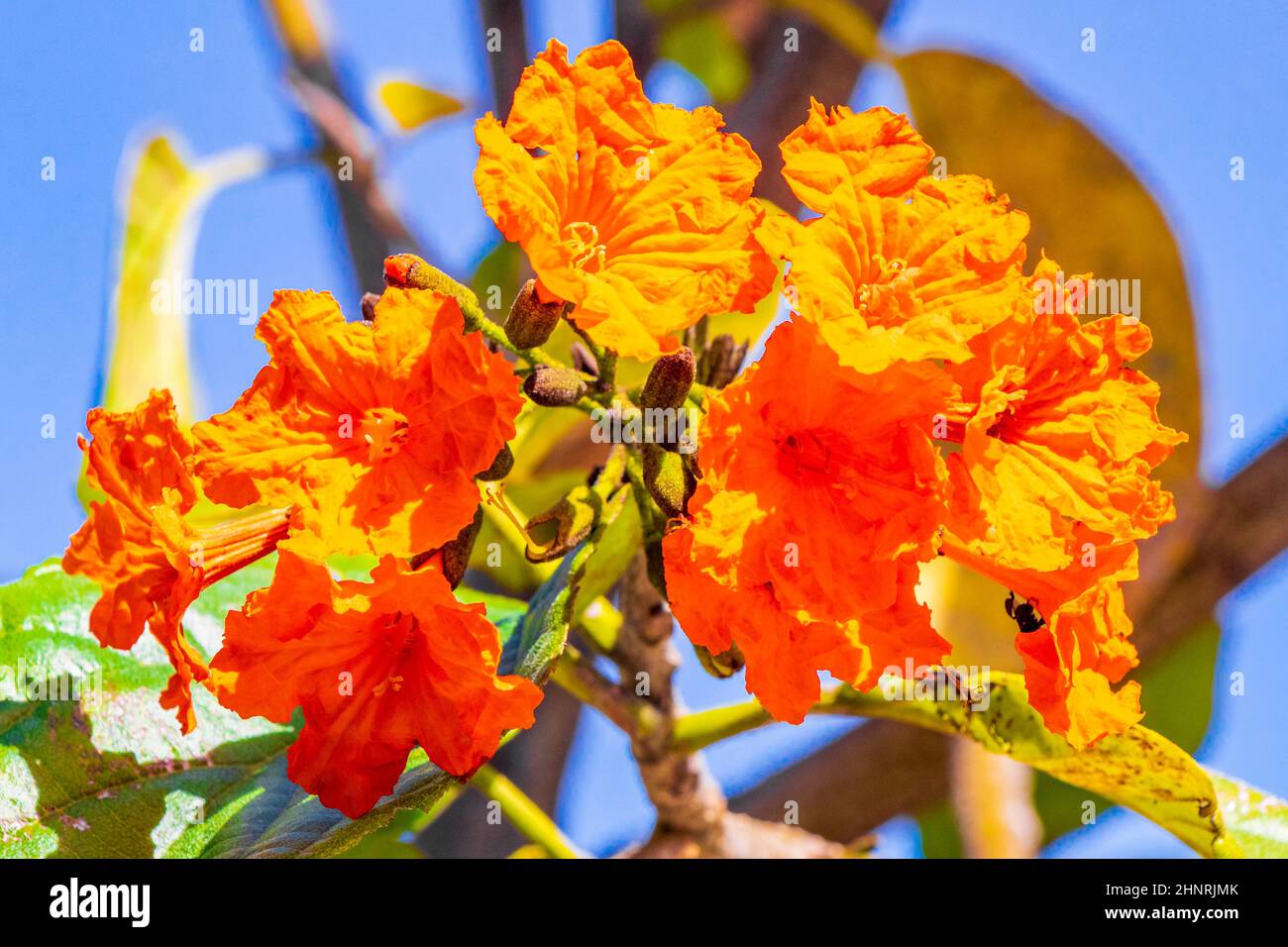 Kou Cordia subcordata flowering tree with orange flowers beach cordia ...