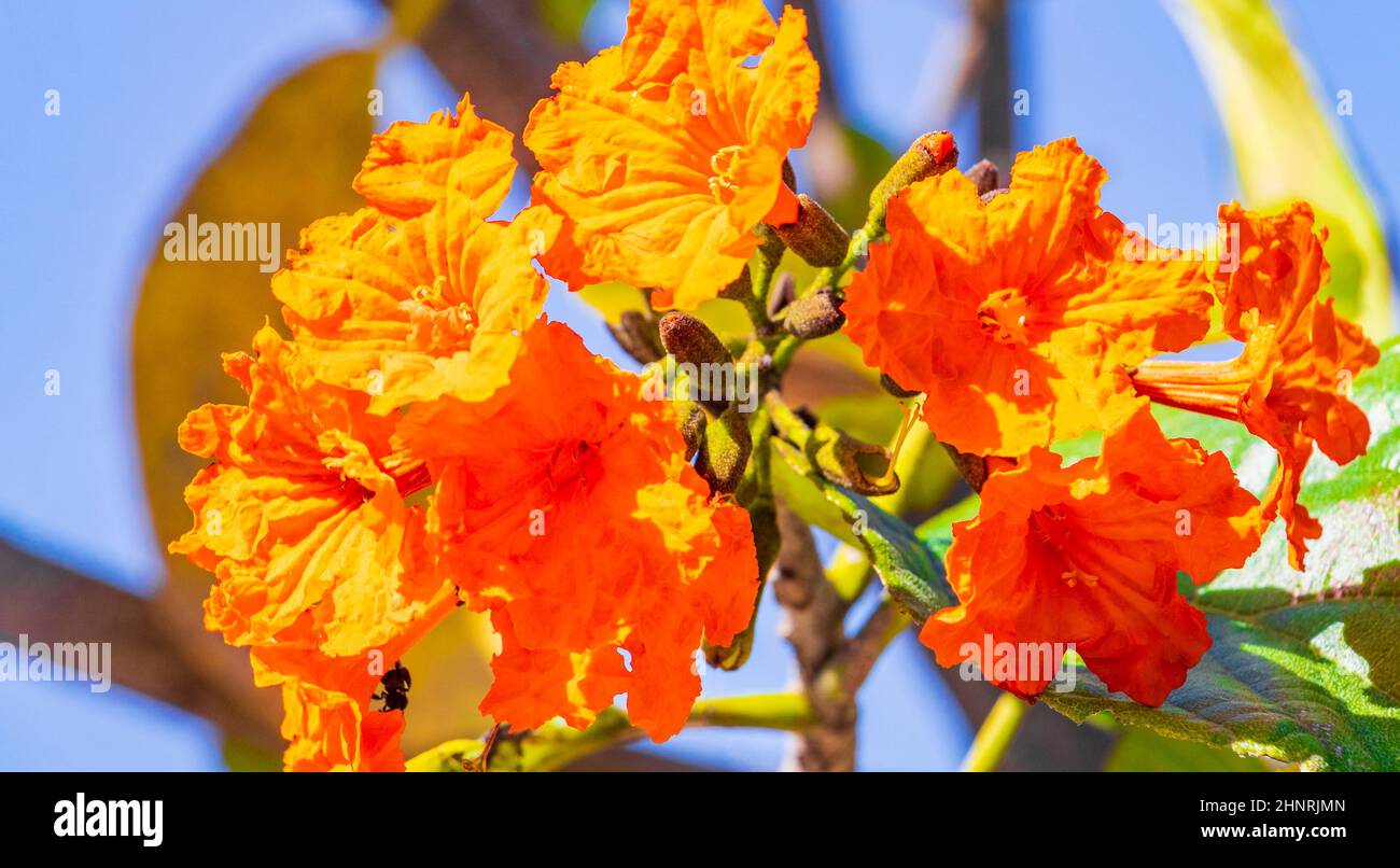 Kou Cordia subcordata flowering tree with orange flowers beach cordia ...