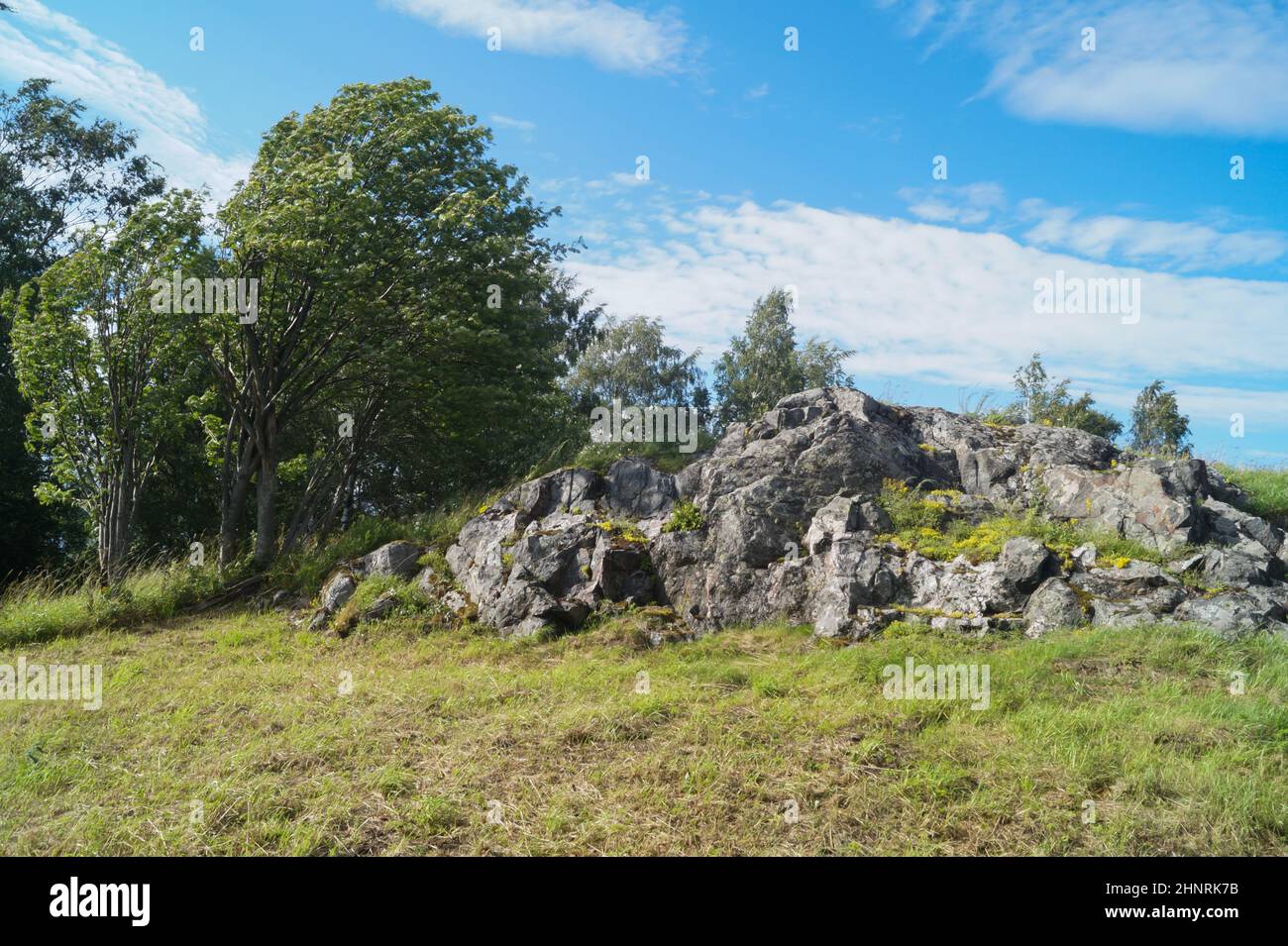Strong wind in nature landscape. wind bends tree. sunny landscape with ...