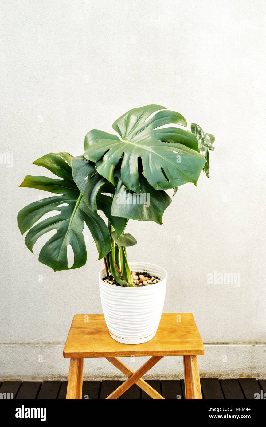 Rib of adam plant hi-res stock photography and images - Alamy