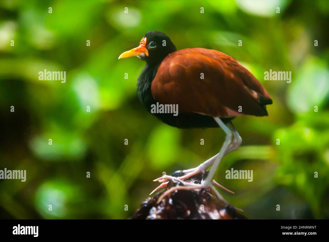 Wattled jacana sitting on branch Stock Photo - Alamy
