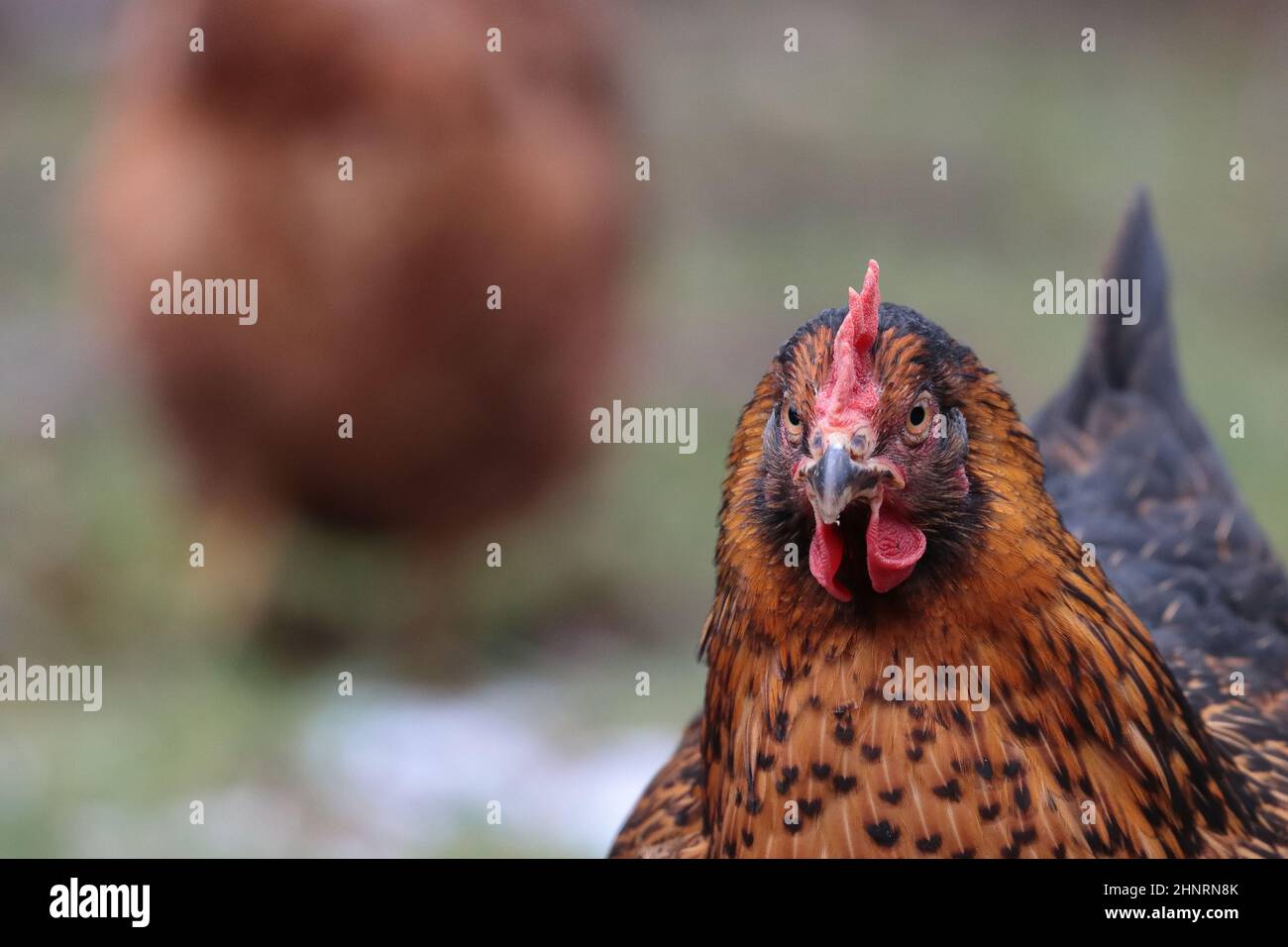 Pretty hen hi-res stock photography and images - Alamy