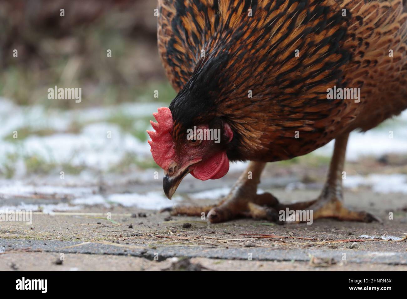 Hen Eyes High Resolution Stock Photography and Images - Alamy