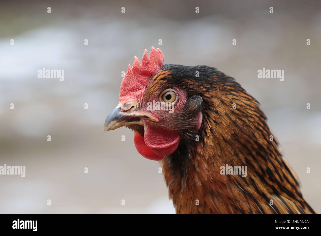 Portrait rooster farm animals hi-res stock photography and images - Alamy