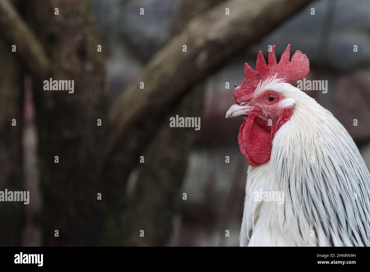 White polish rooster hi-res stock photography and images - Alamy
