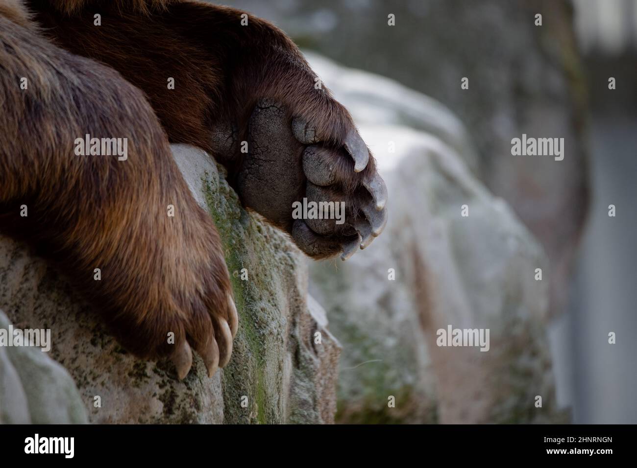 Front paws on rock hi-res stock photography and images - Alamy