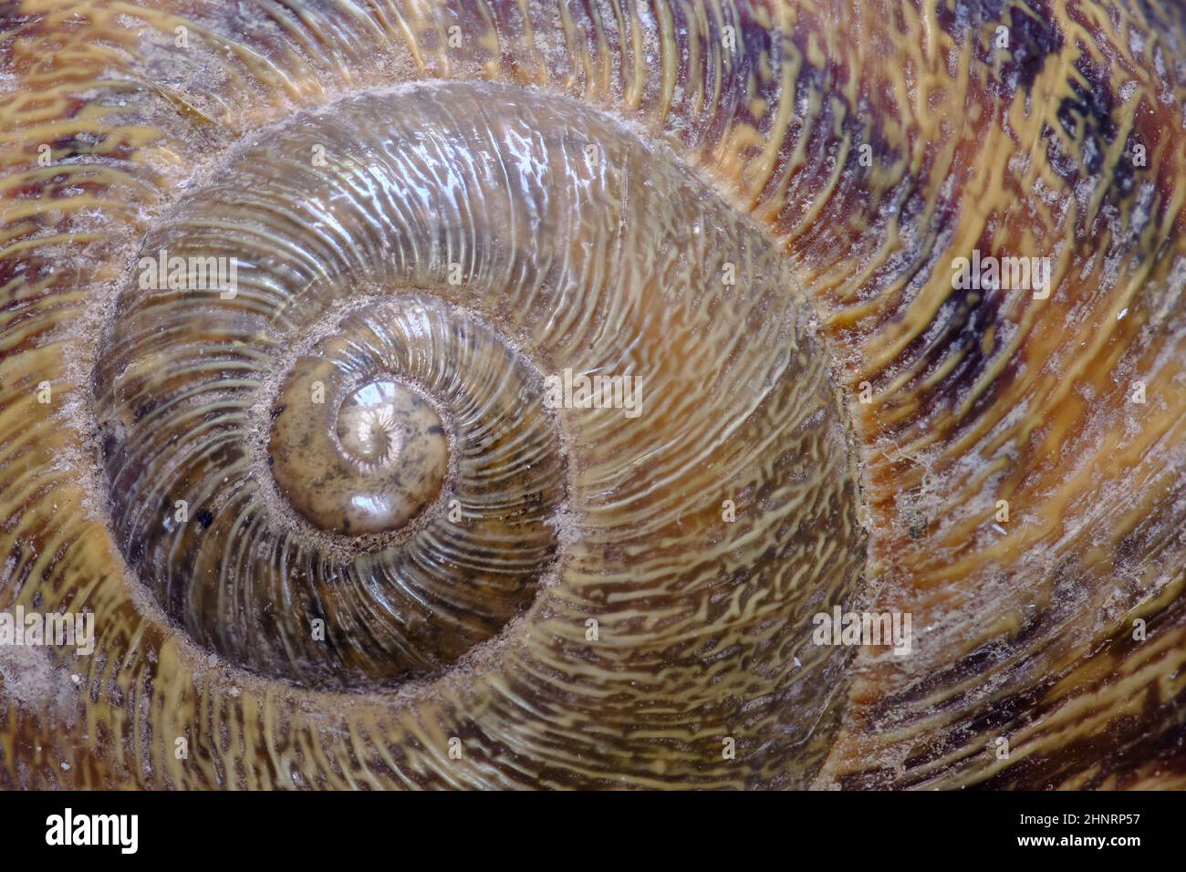 Helix aspersa aspersa hi-res stock photography and images - Alamy