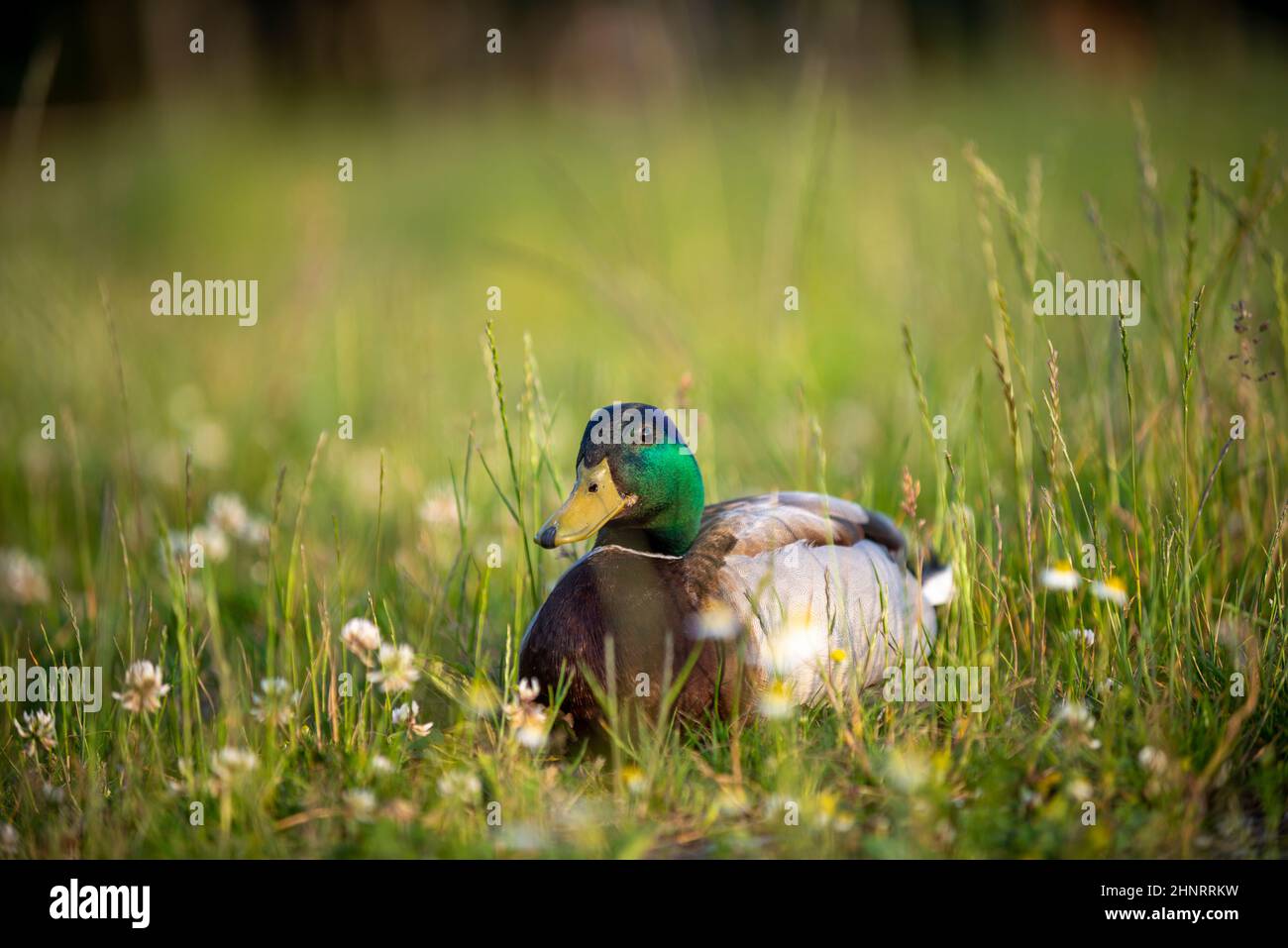 Duck is the common name for birds of the Anatidae family, mainly of the ...