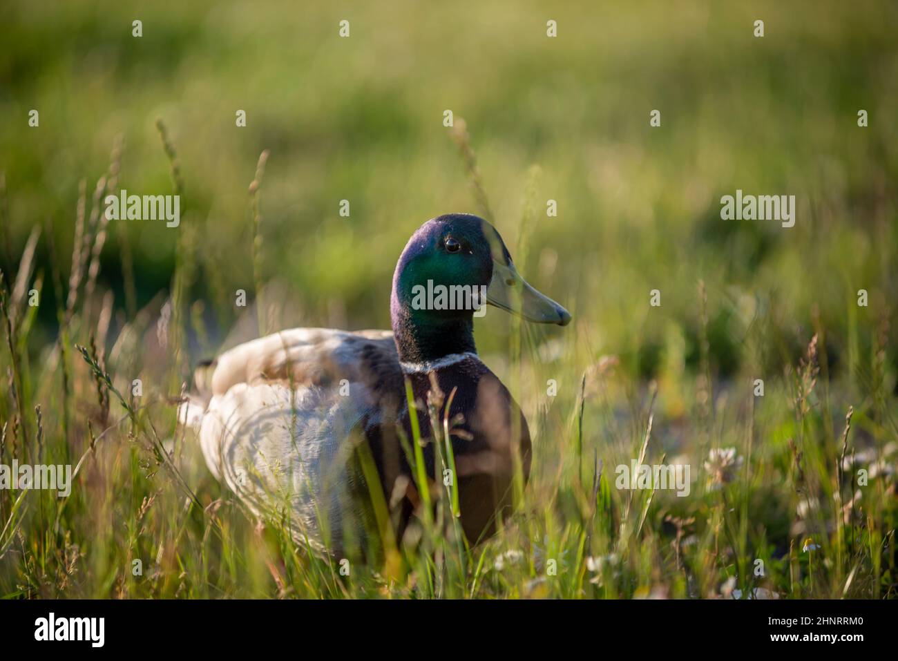Anatinae and within it of the genus Anas. They are not a monophyletic ...